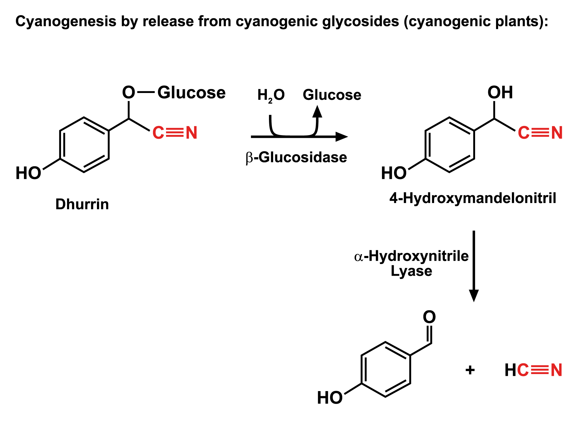 The C-N-Hydrolase Group