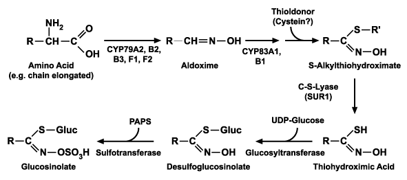 Glucosinolate Biosynthesis