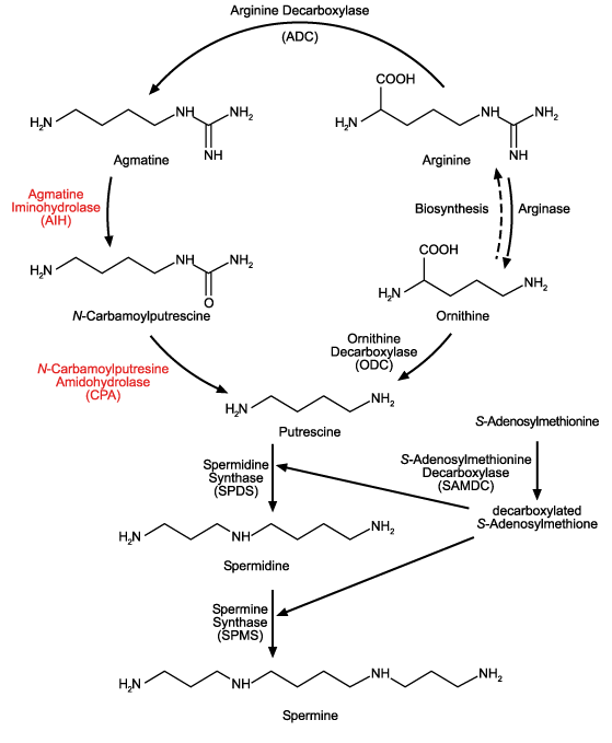 Polyamine Biosynthesis
