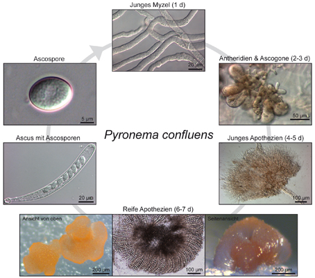 Homepage Minou Nowrousian