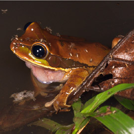 Frogs of La Gamba