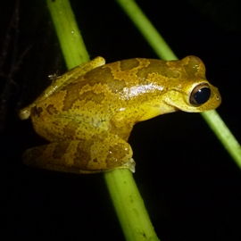 Frogs of La Gamba